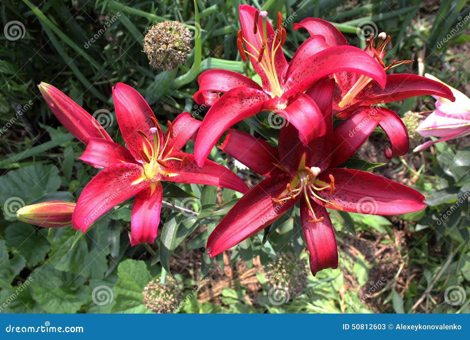 Red lilies stock image. Image of green, lilies, group - 50812603
