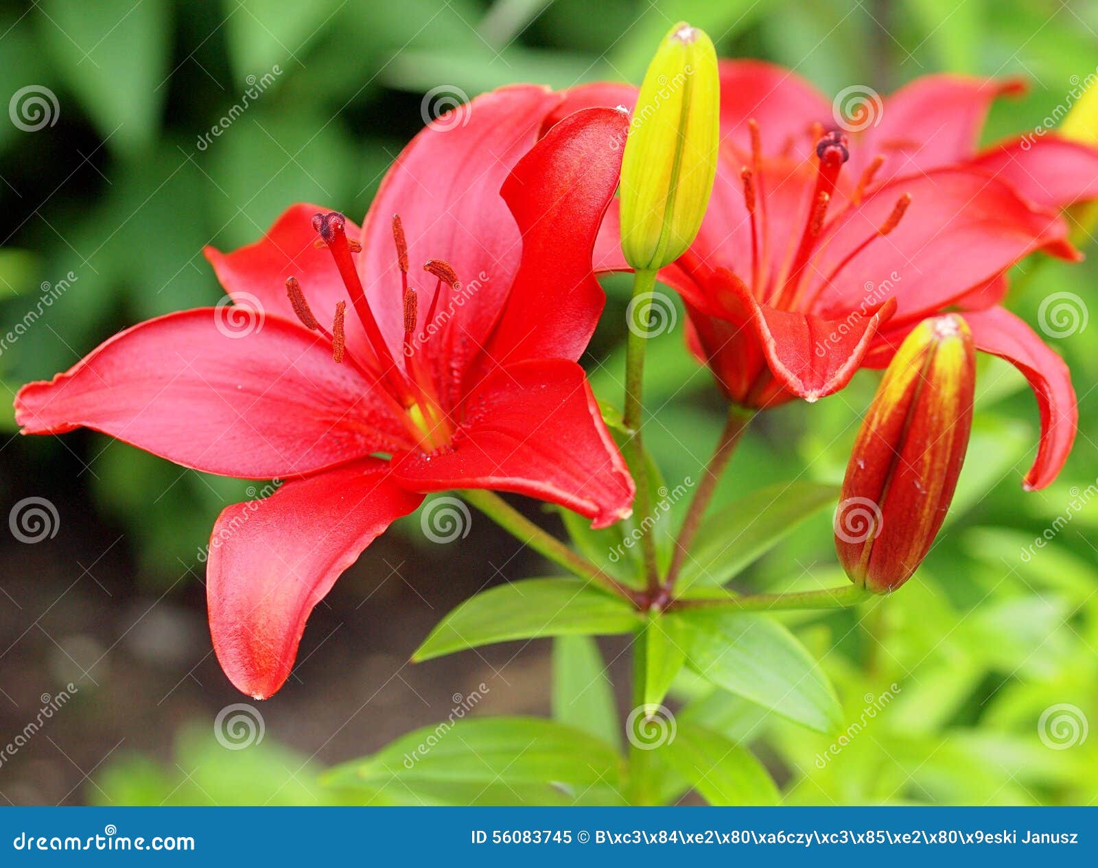 Red Lilies. stock image. Image of flowering, estate, unique - 56083745