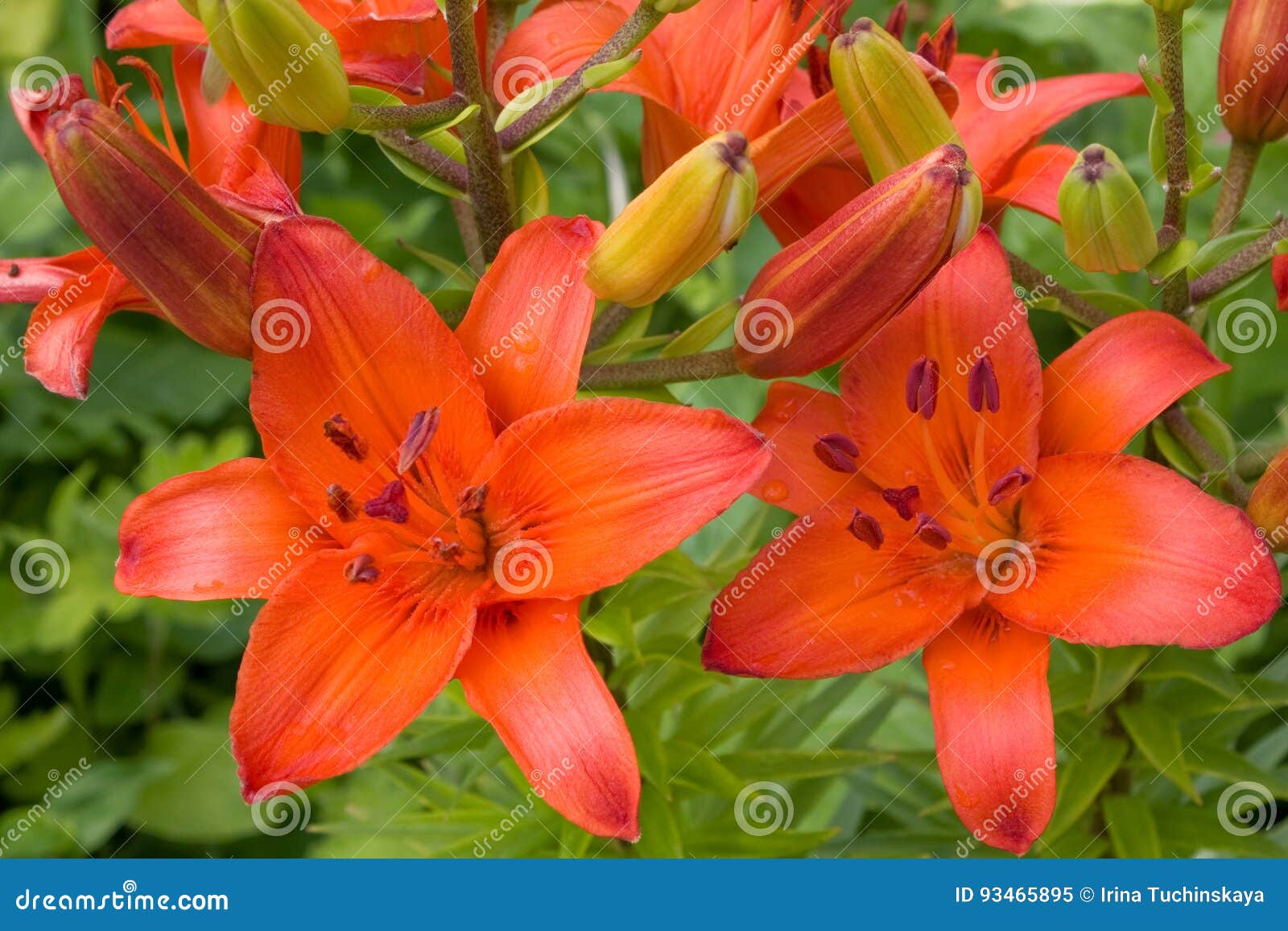 Red lilies stock image. Image of stem, purity, lilies - 93465895