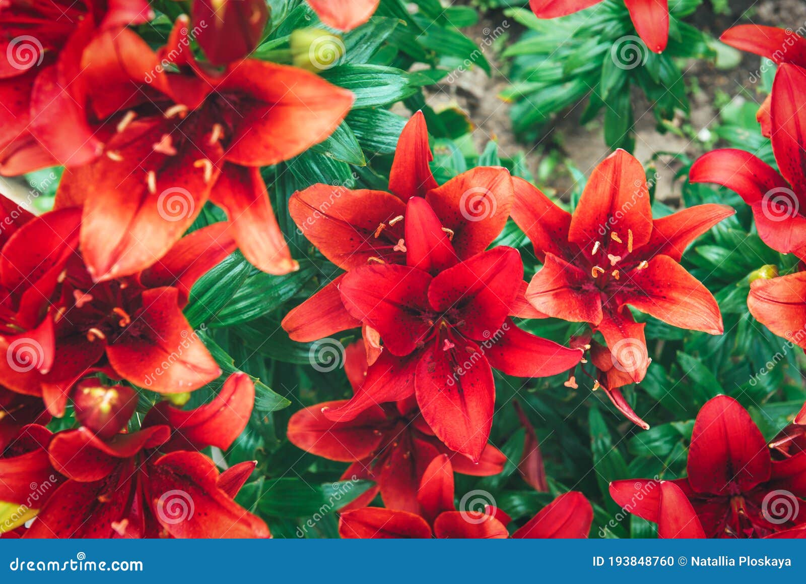 Red Lilies Growing in Garden Stock Photo - Image of closeup, floral ...