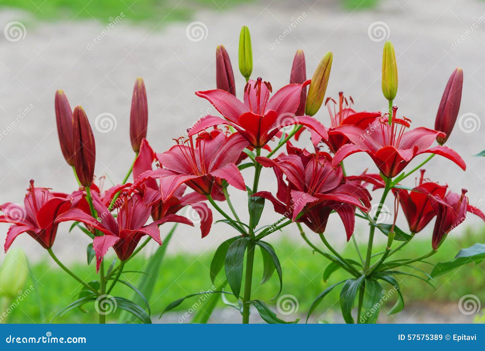 Red lilies outdoors stock image. Image of head, flower - 57575389