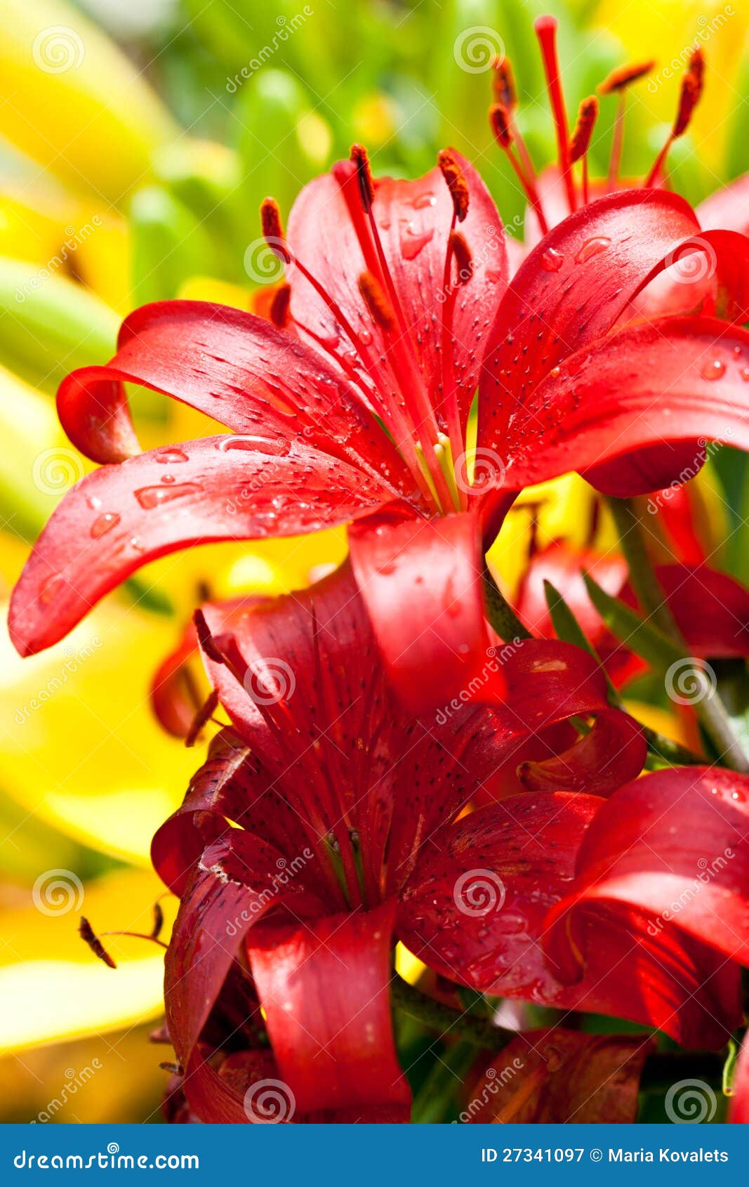 Red lilly flower stock image. Image of plant, macro, lily - 27341097