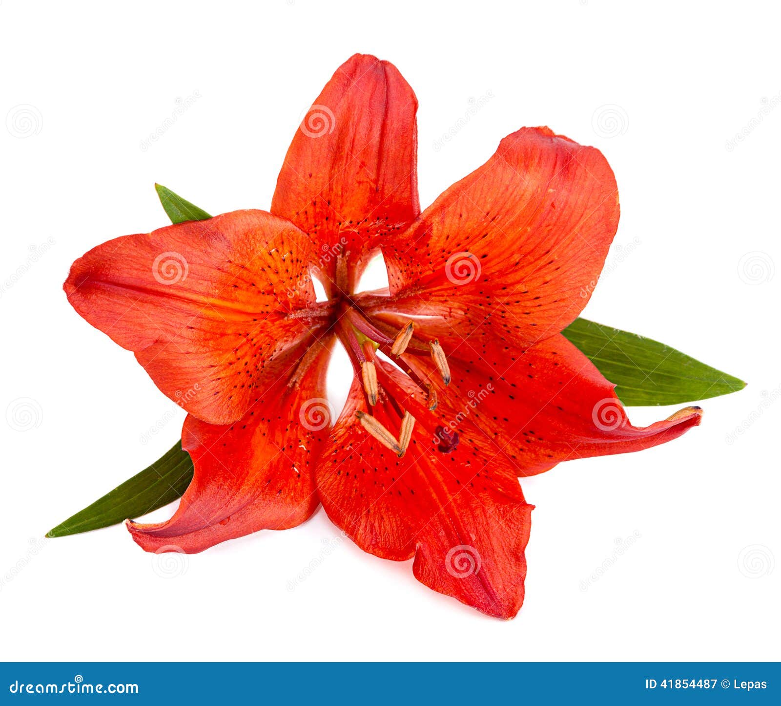 Red lilly flower stock image. Image of flora, lilly, white - 41854487