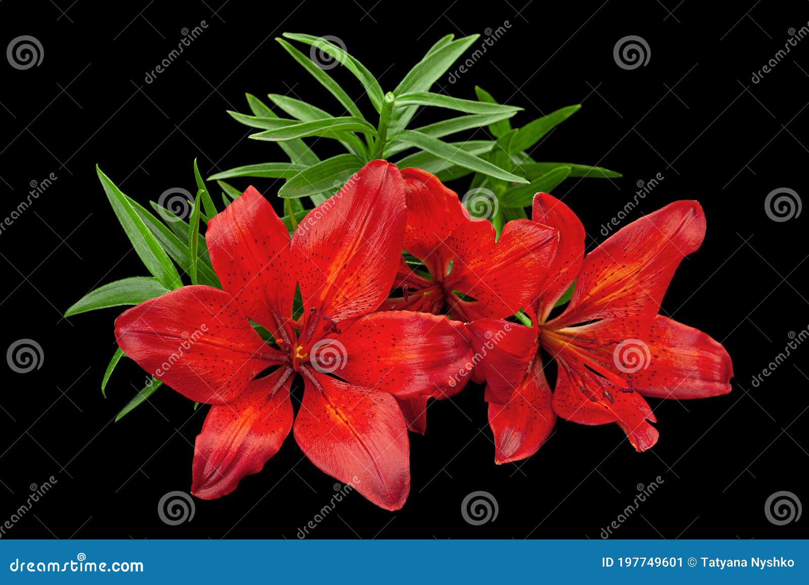 Red lilly flower head stock image. Image of floral, petal - 197749601