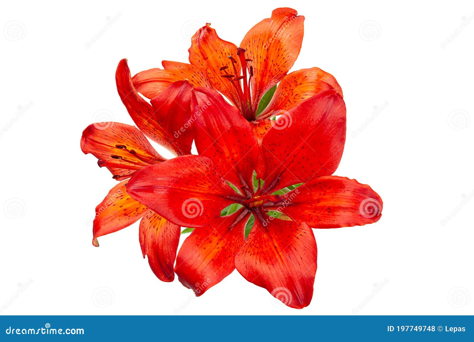Red lilly flower head stock photo. Image of isolated - 197749748