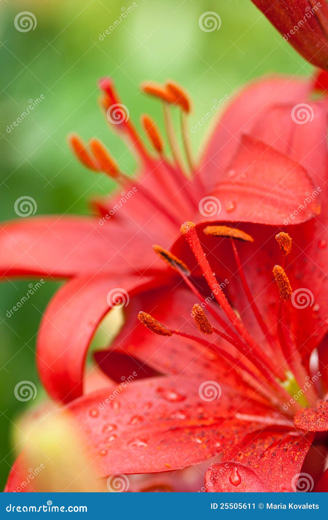 Red lilly flowers stock image. Image of blooming, smell - 25505611