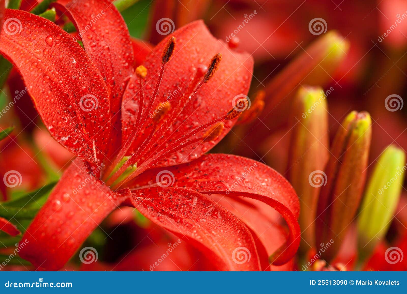 Red lilly flowers stock photo. Image of macro, floral - 25513090