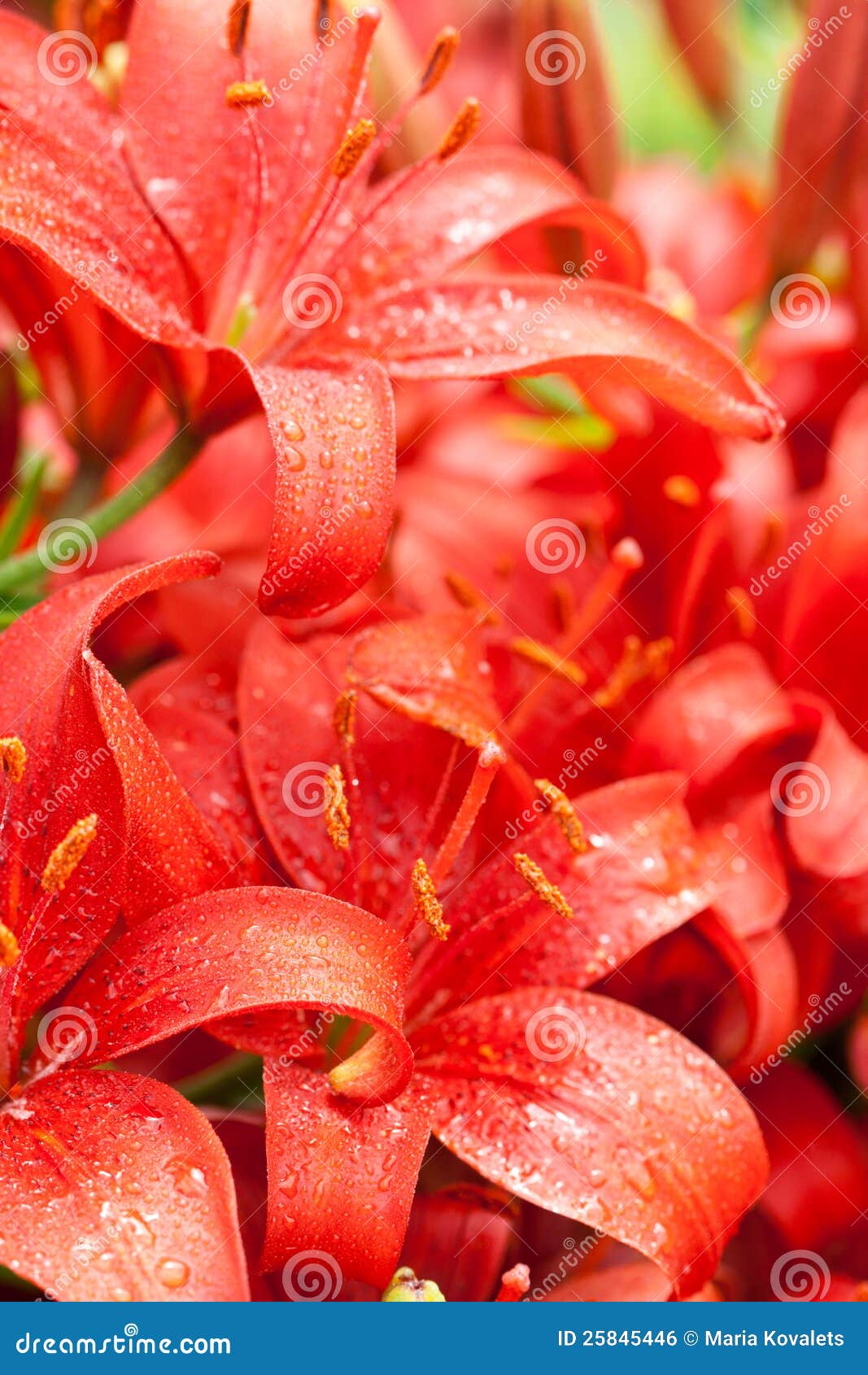 Red lilly flowers stock photo. Image of garden, floral - 25845446