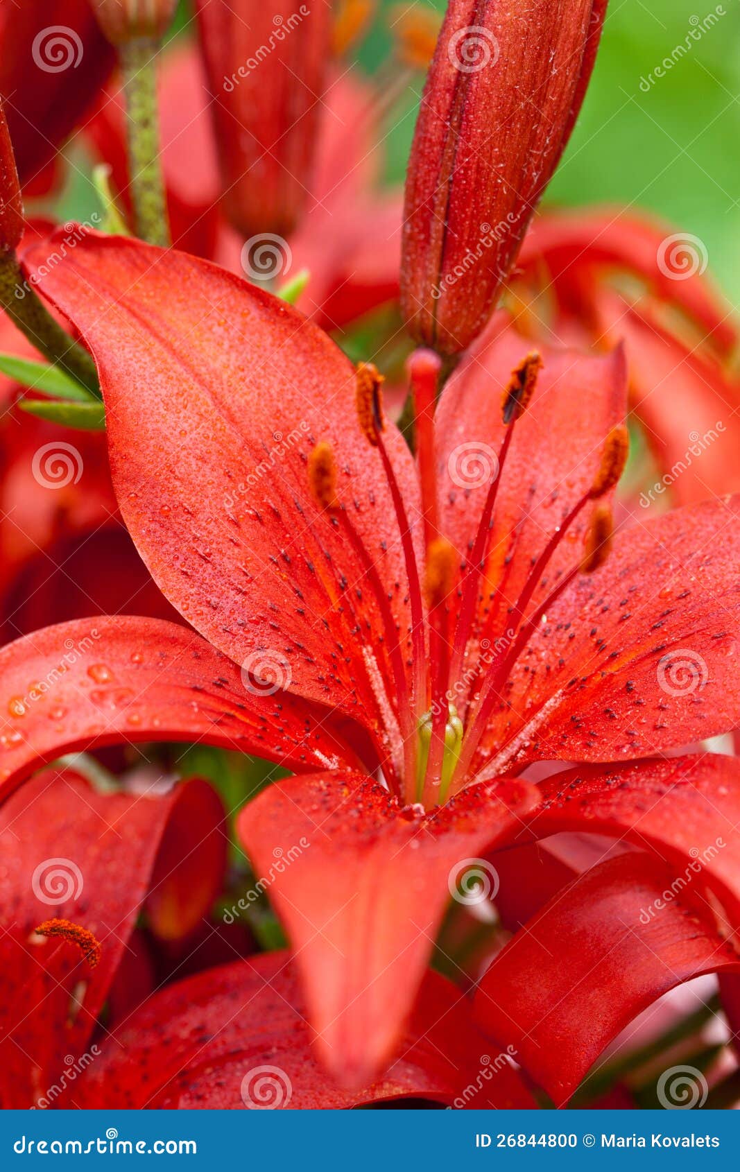 Red lilly flowers stock photo. Image of elegant, botanical - 26844800