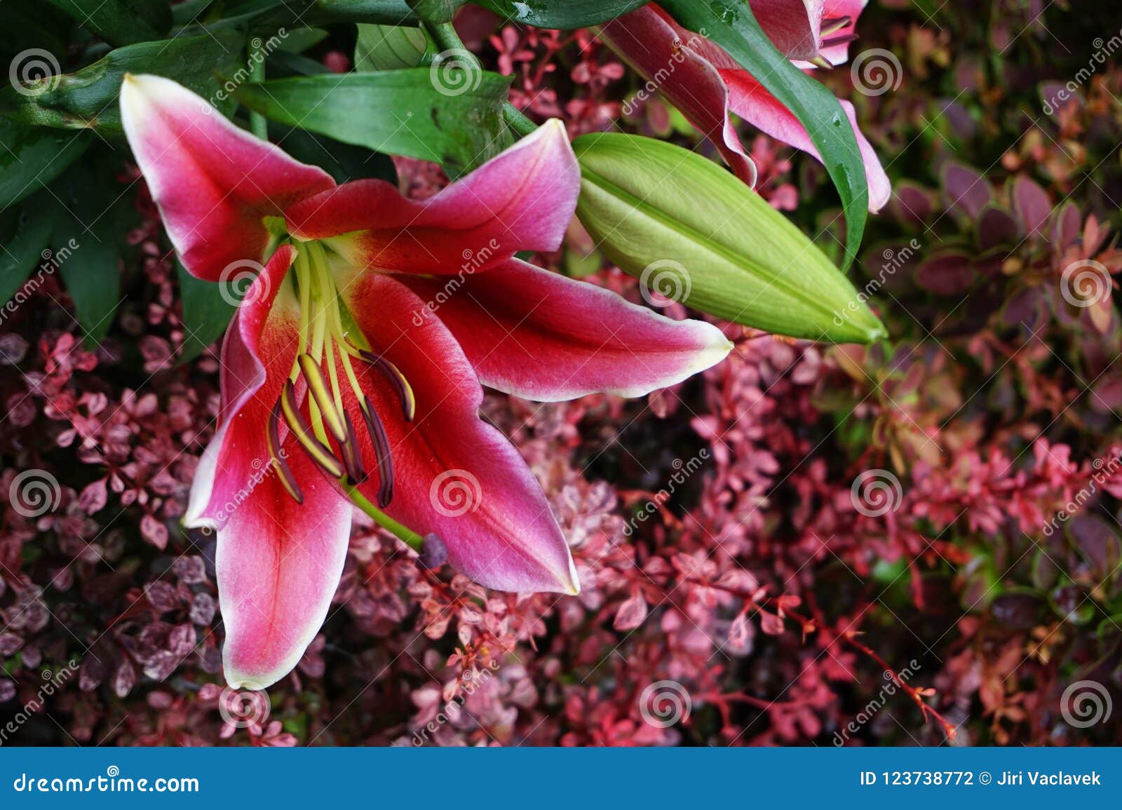 Red lilly flowers texture stock photo. Image of closeup - 123738772