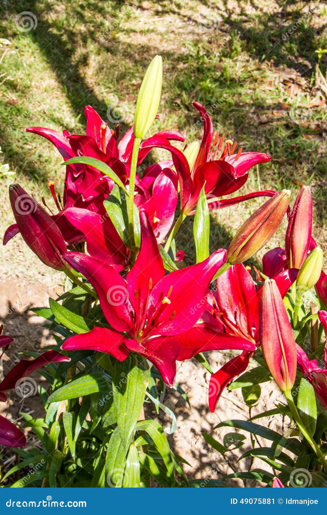 Red lilly stock image. Image of lilly, delicate, elegance - 49075881