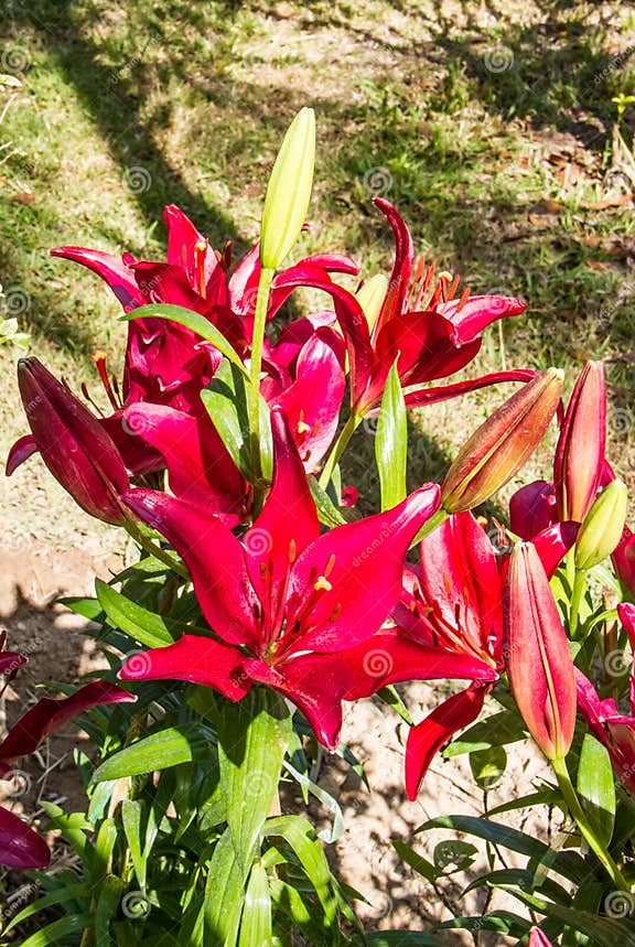 Red lilly stock image. Image of lilly, delicate, elegance - 49075881