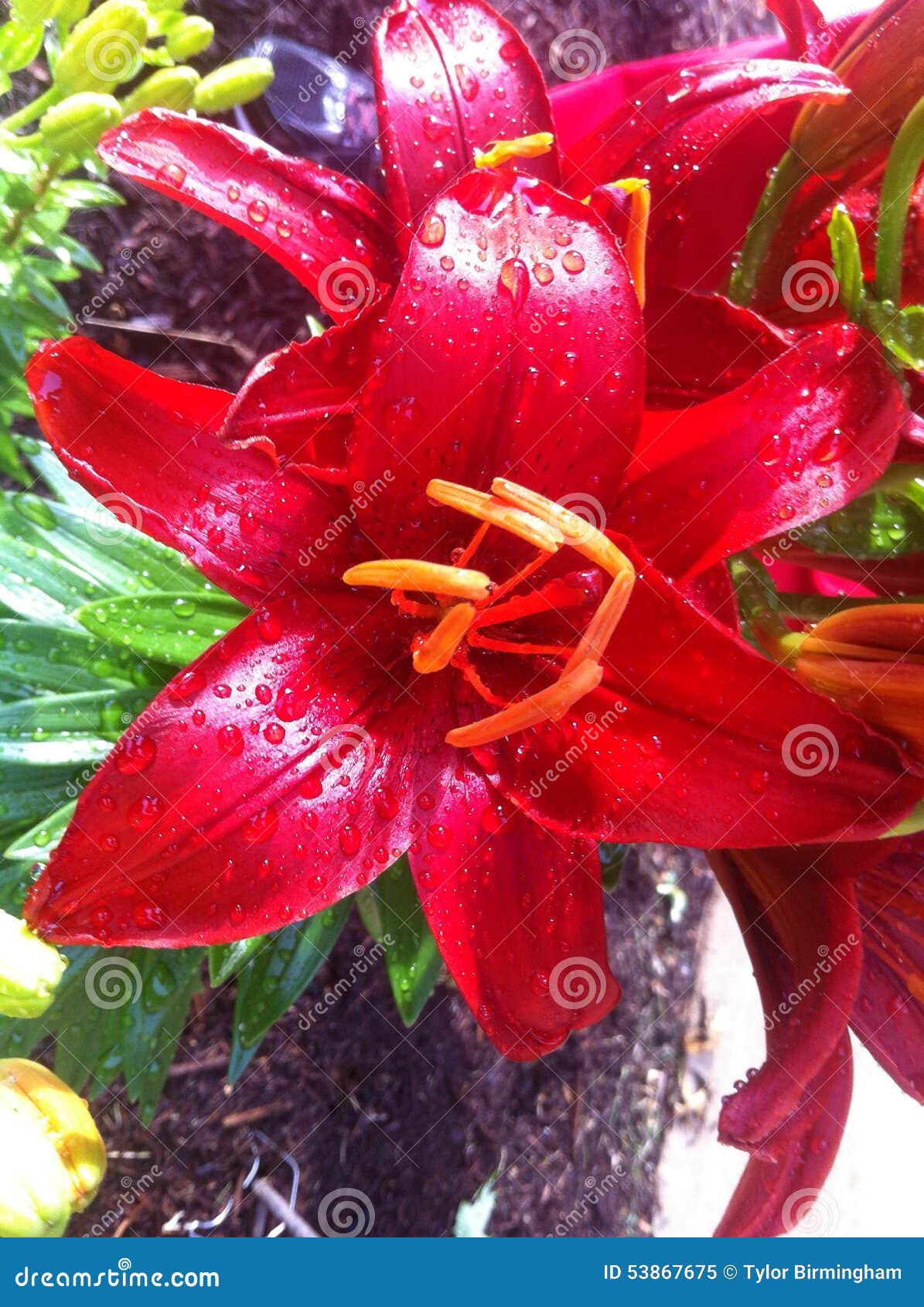 Red Lilly after Spring Shower Stock Image - Image of spring, flower ...