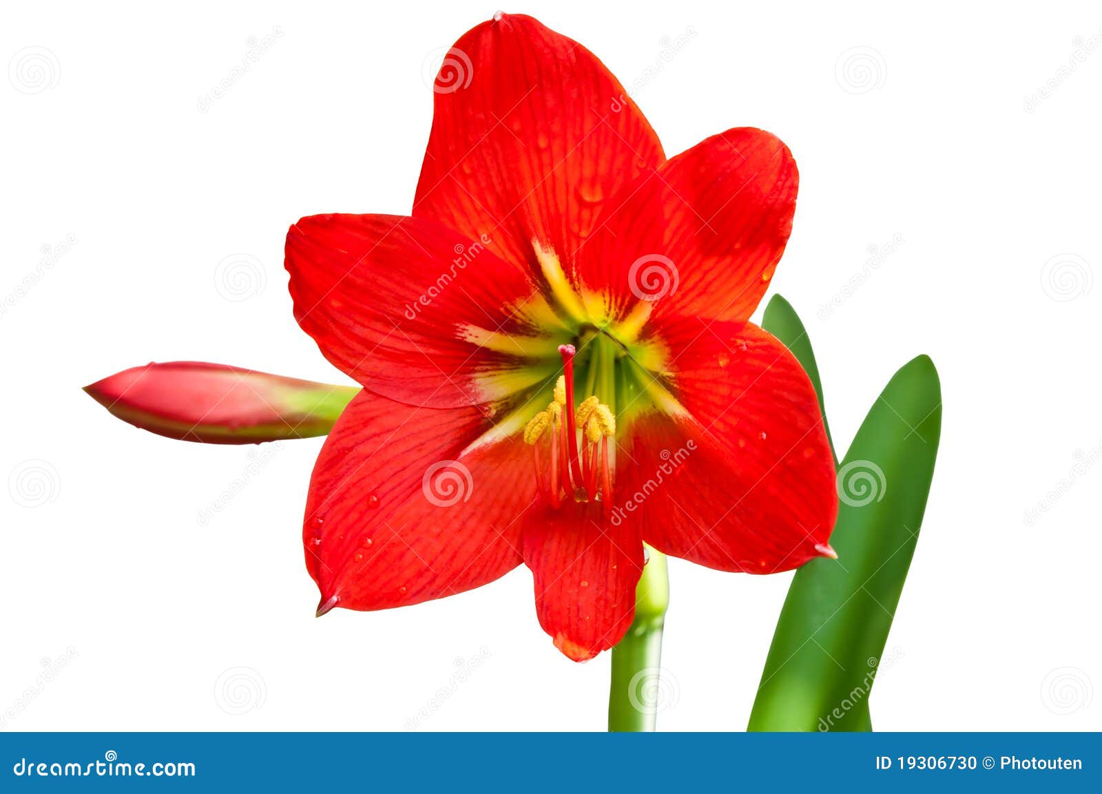 Red lily stock photo. Image of plant, blossoming, spring - 19306730
