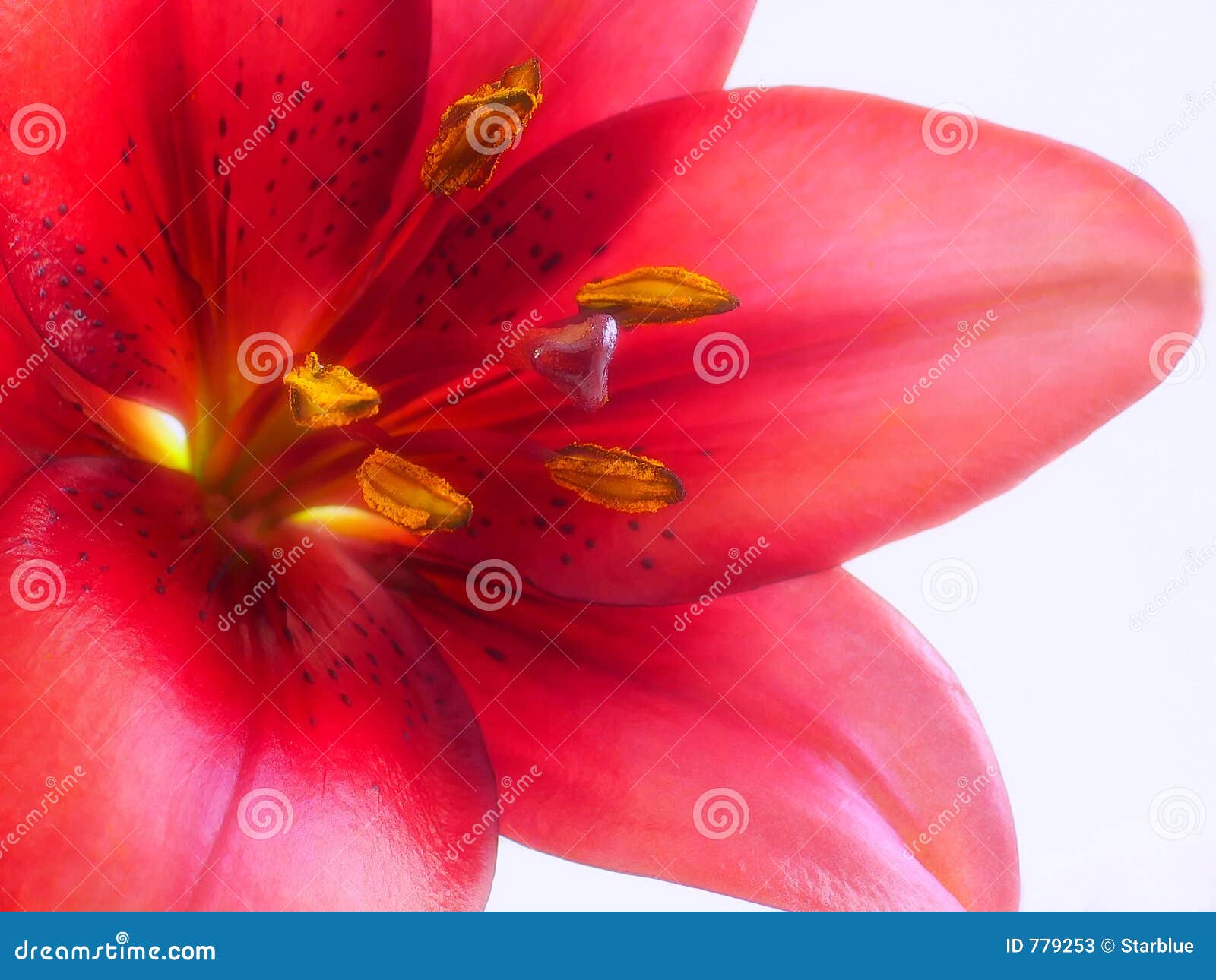 Red Lily stock image. Image of botanic, symbols, natural - 779253