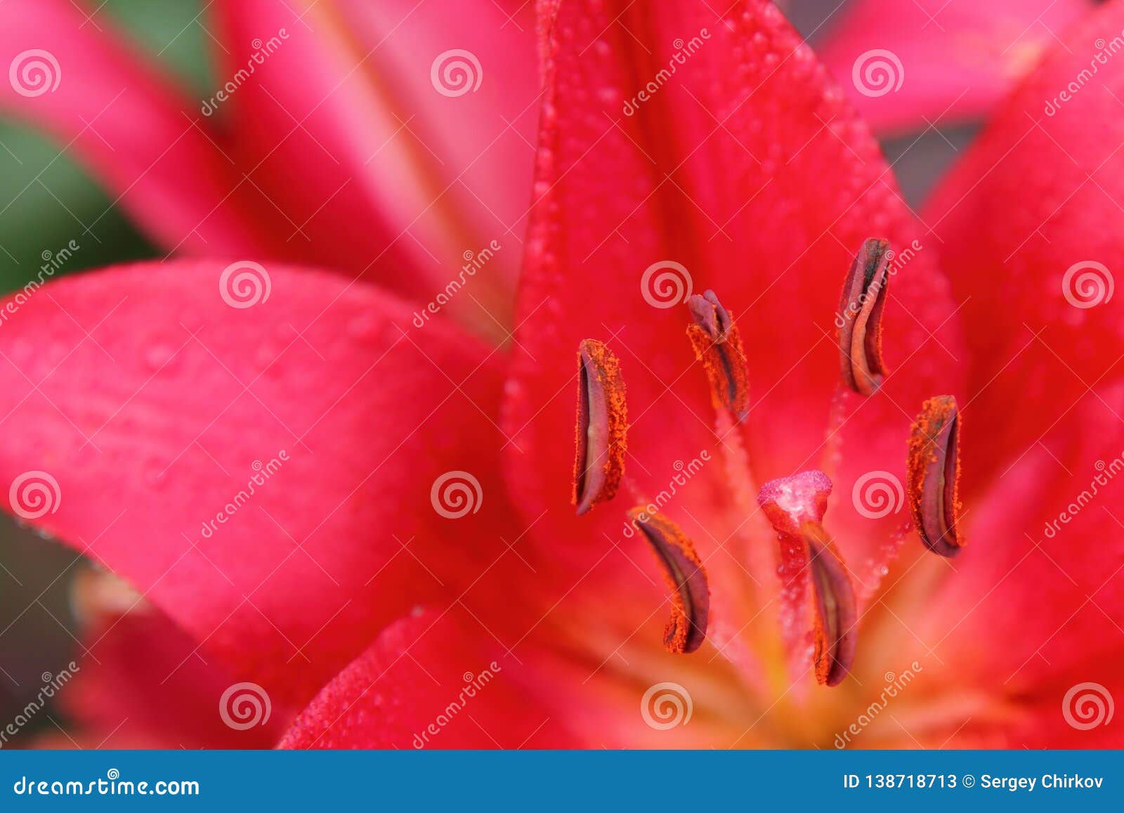 Red lily a bud on a stalk stock image. Image of lily - 138718713