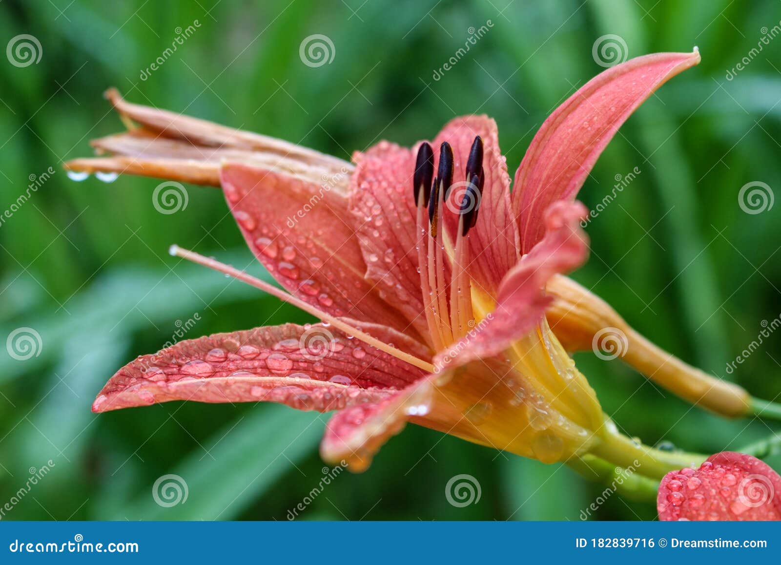 Red lily with dew drops stock photo. Image of blossom - 182839716
