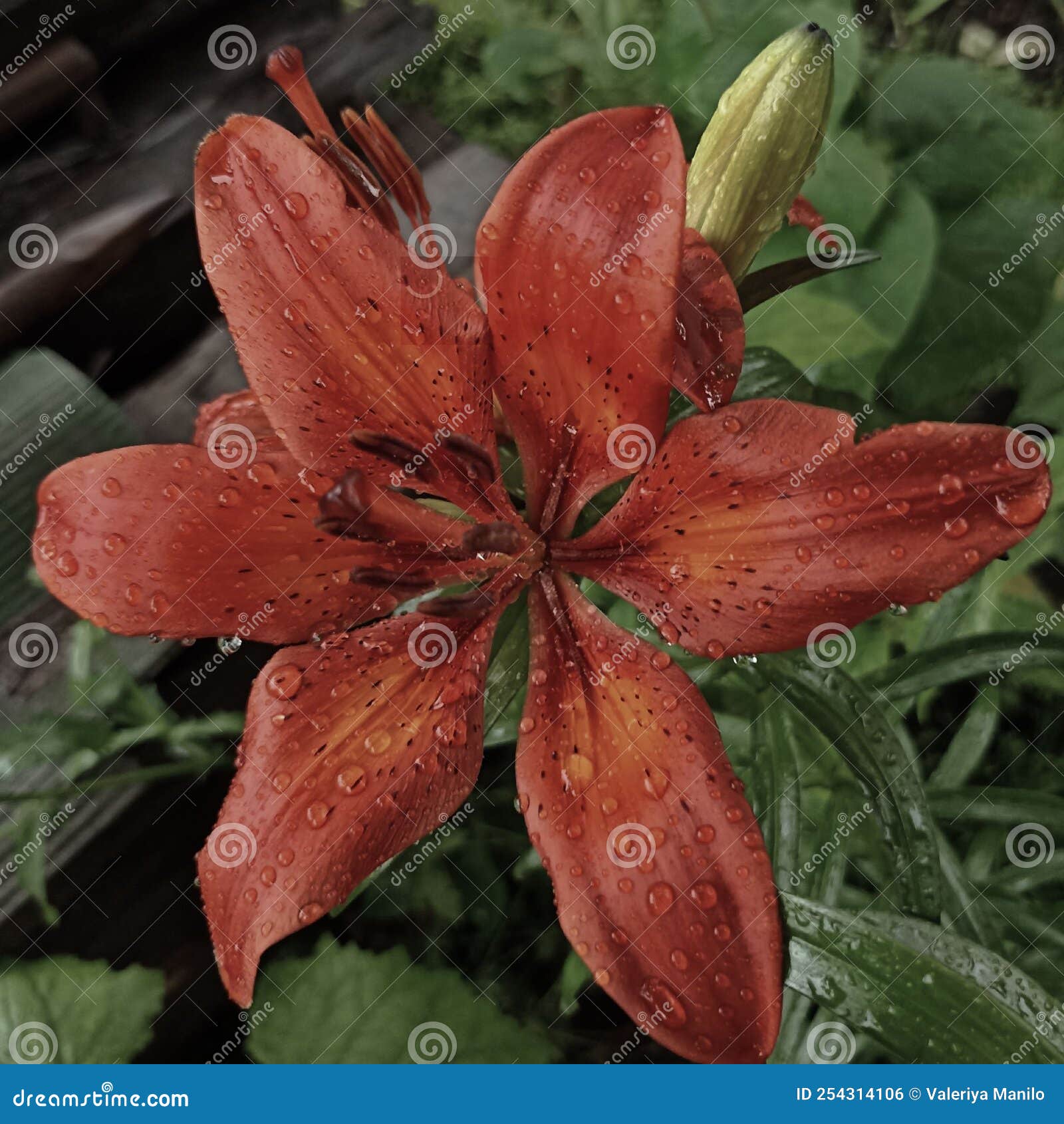 Red lily flower stock photo. Image of wildflower, herb - 254314106