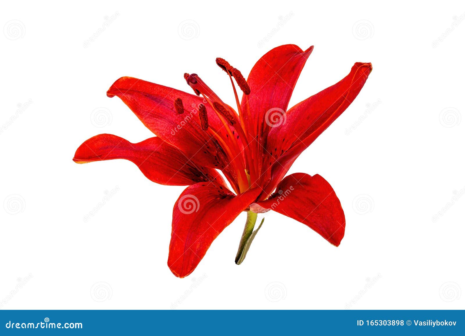 Red Lily Flower Wallpaper