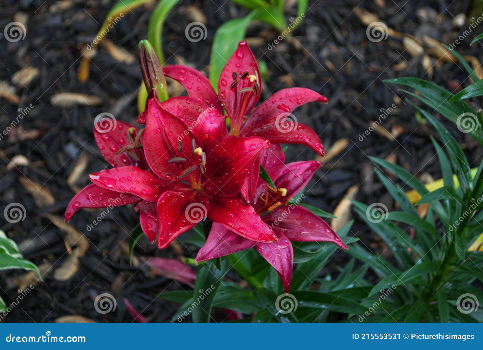 Red Lily Flower Blooming Early in the Season Spring Stock Image - Image ...