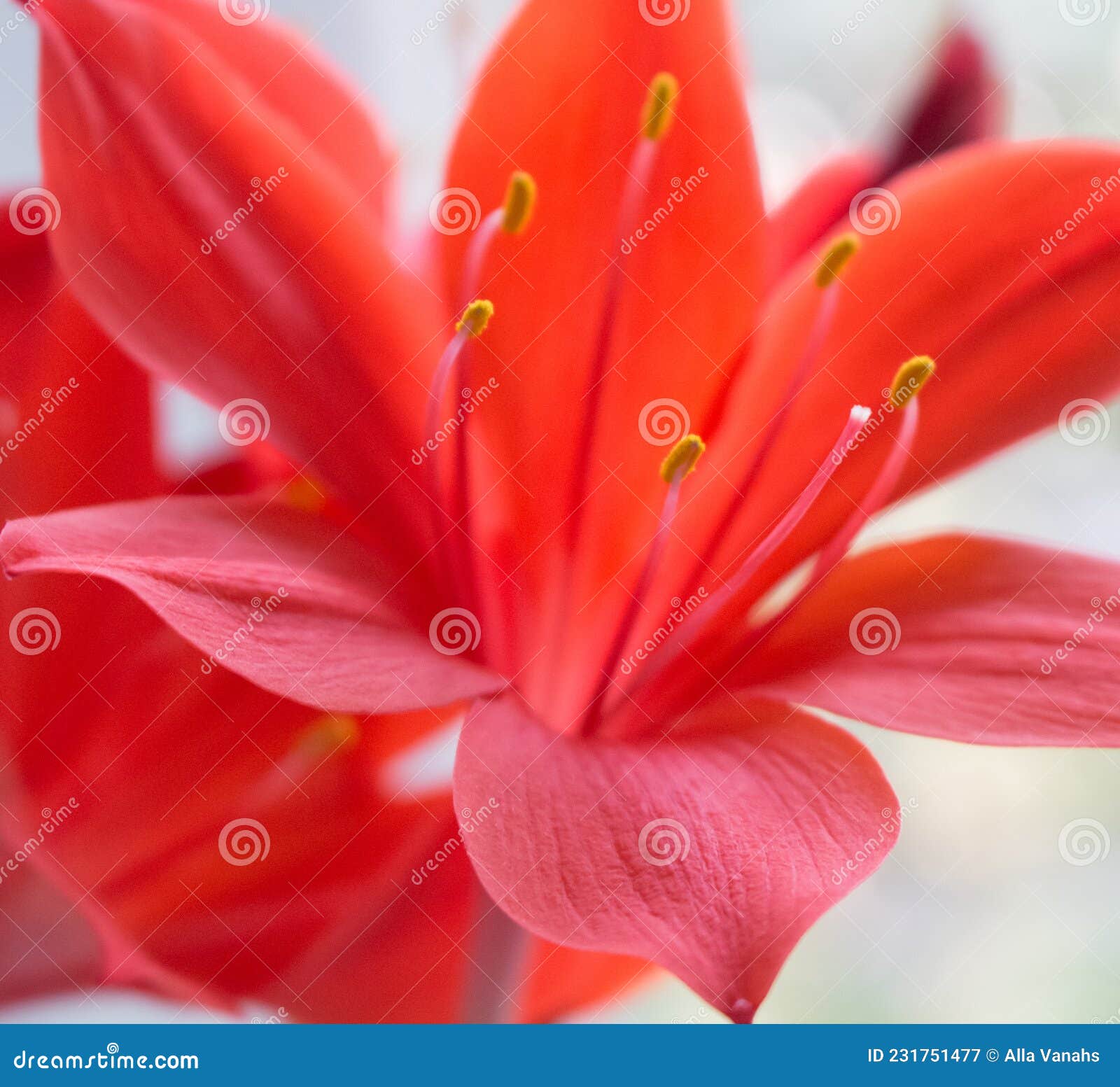 Red lily flower stock image. Image of nature, object - 231751477