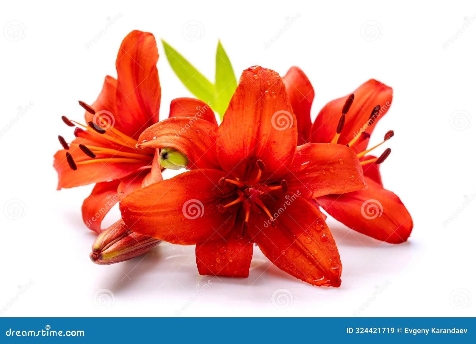 Red lily flowers bouquet stock image. Image of plant - 324421719