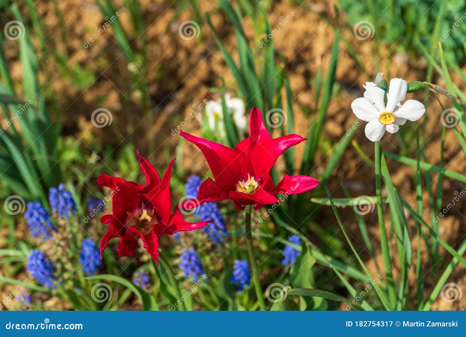 Red lily move from the top stock image. Image of bloom - 182754317