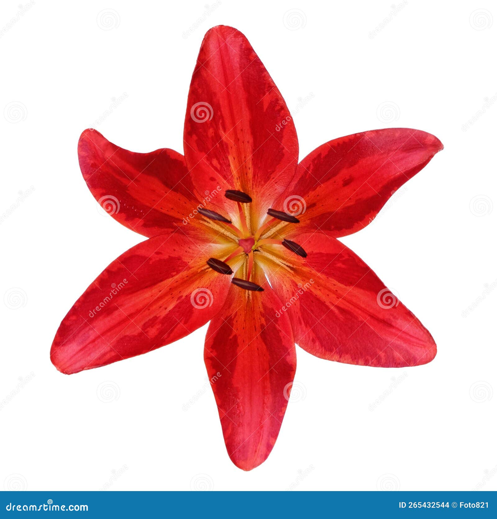 Red Lily in the Shape of a Star Stock Photo - Image of background ...