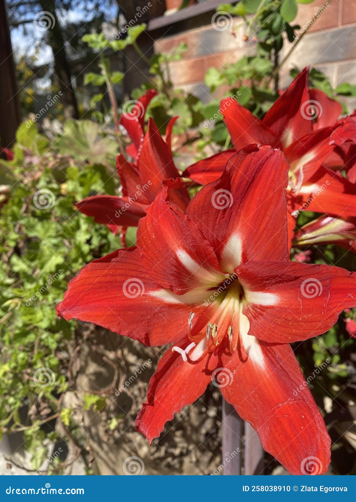 A red lily stock photo. Image of background, blossom - 258038910