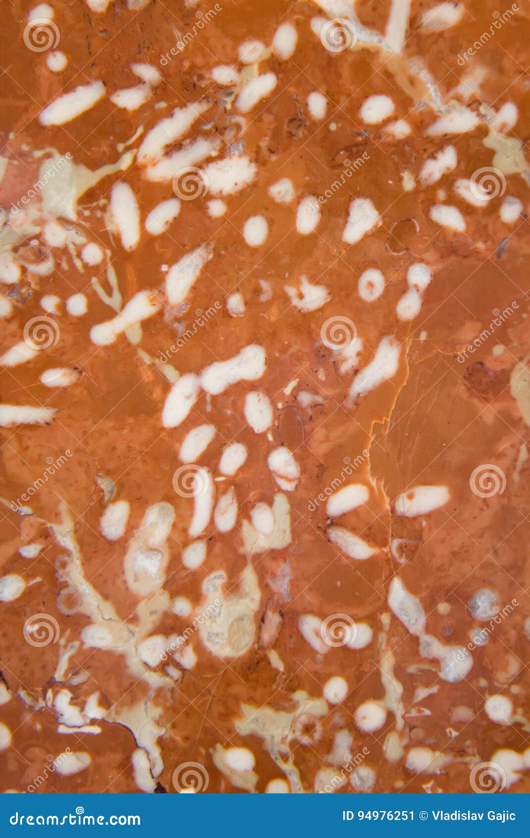 Red limestone with fossils stock image. Image of marble - 94976251