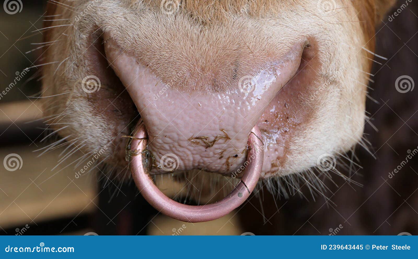 Red Limousine Bull with a Ring in Its Nose Stock Image - Image of breed ...
