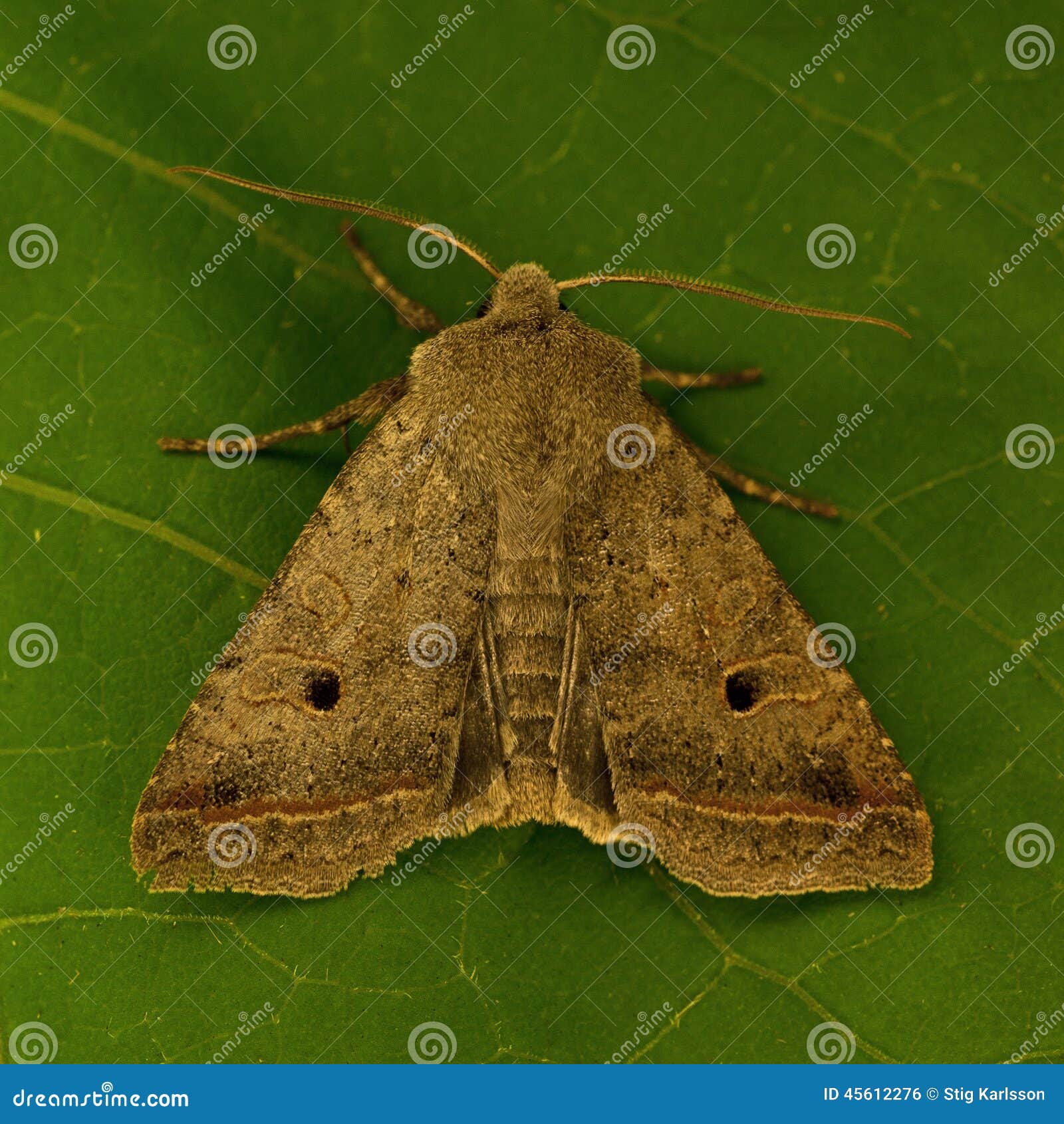 The Red-line Quaker, Agrochola Lota Stock Photo - Image of brindled ...