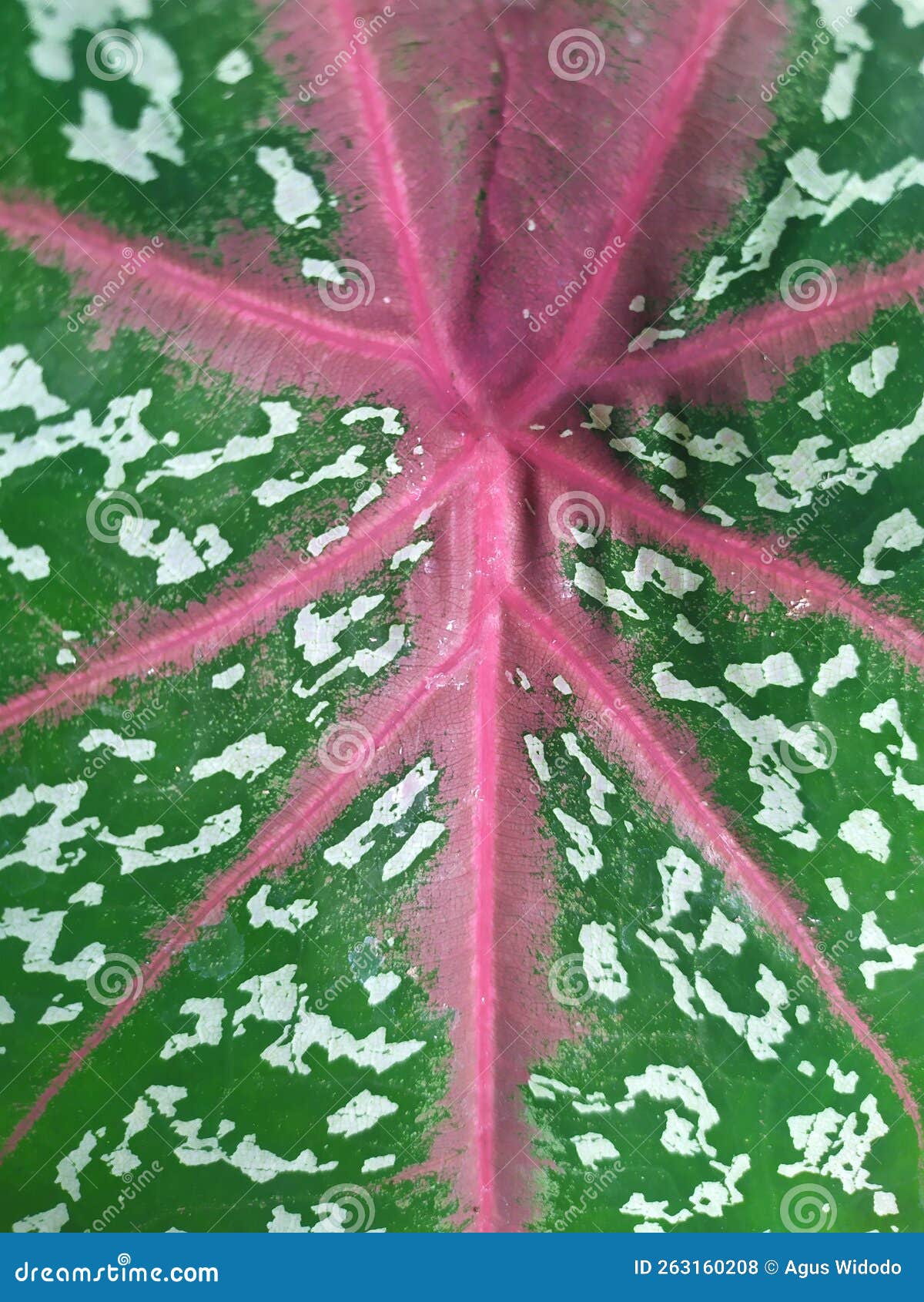 Red lines texture leaf stock photo. Image of leaf, lines - 263160208