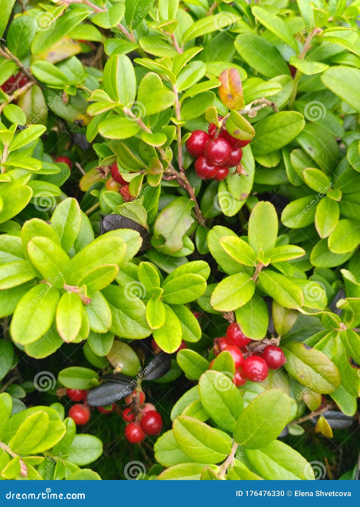Red Lingonberries in Green Leaves in Forest Stock Photo - Image of ...