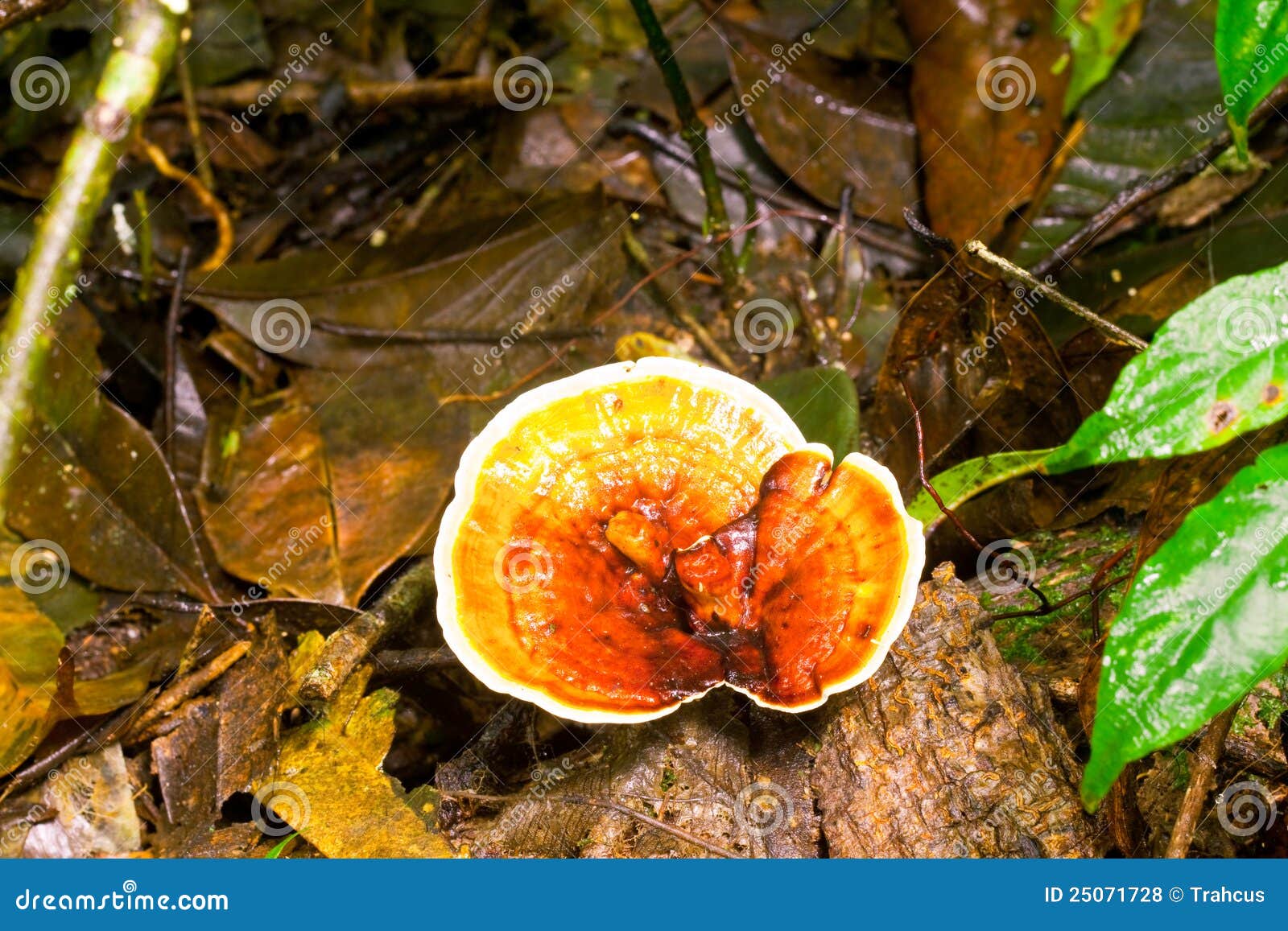 Red Lingzhi or Ganoderma Lucidum Stock Photo - Image of moss, damp ...
