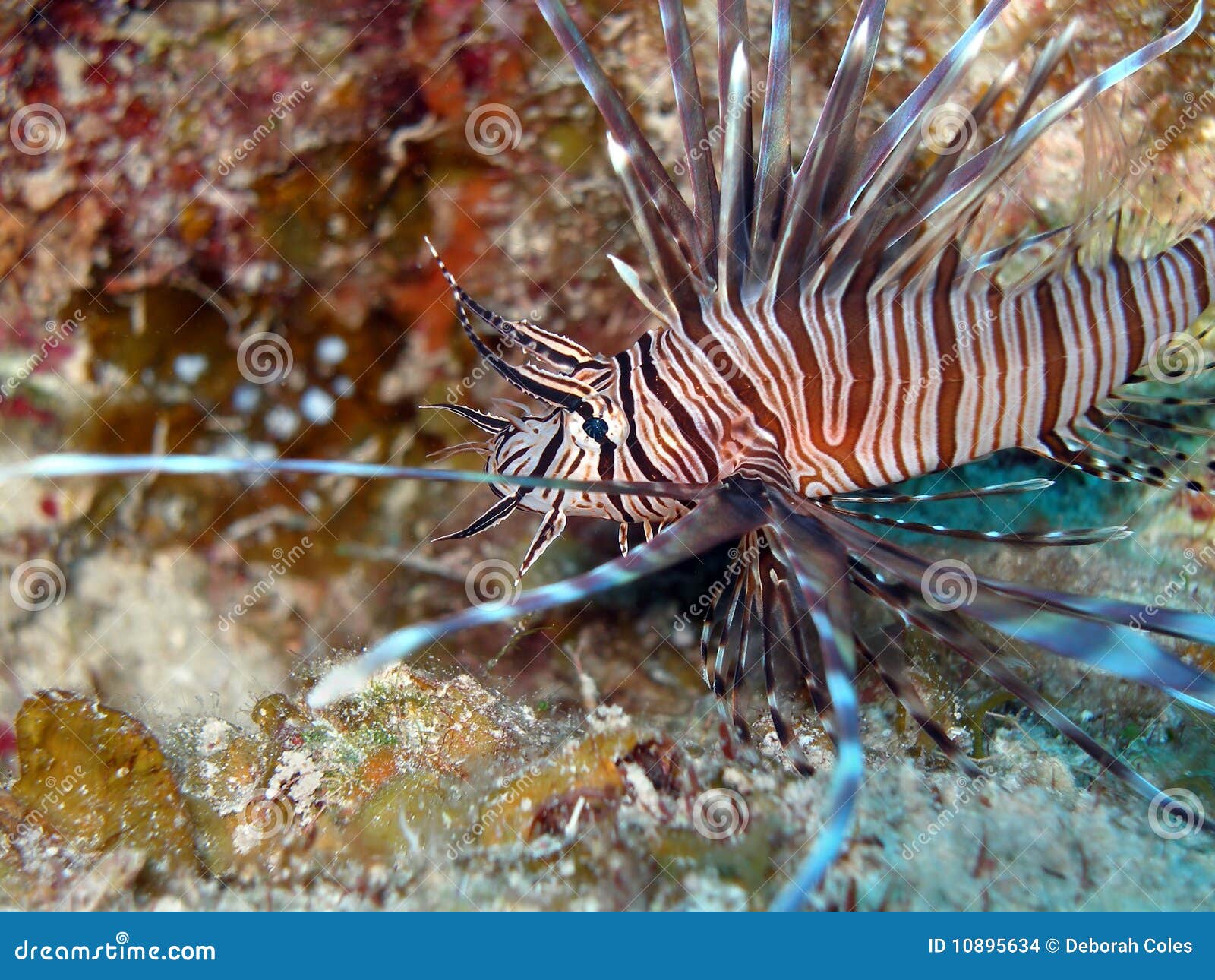 Lion Fish Stock Photo | CartoonDealer.com #7806360