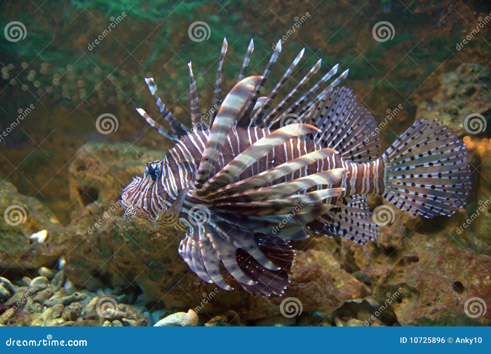 Red Lionfish stock photo. Image of underwater, tropics - 10725896