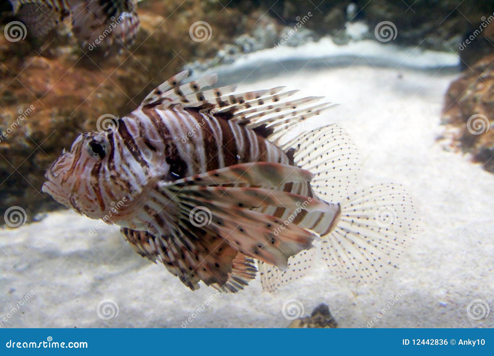 Red Lionfish stock photo. Image of venomous, ocean, spine - 12442836