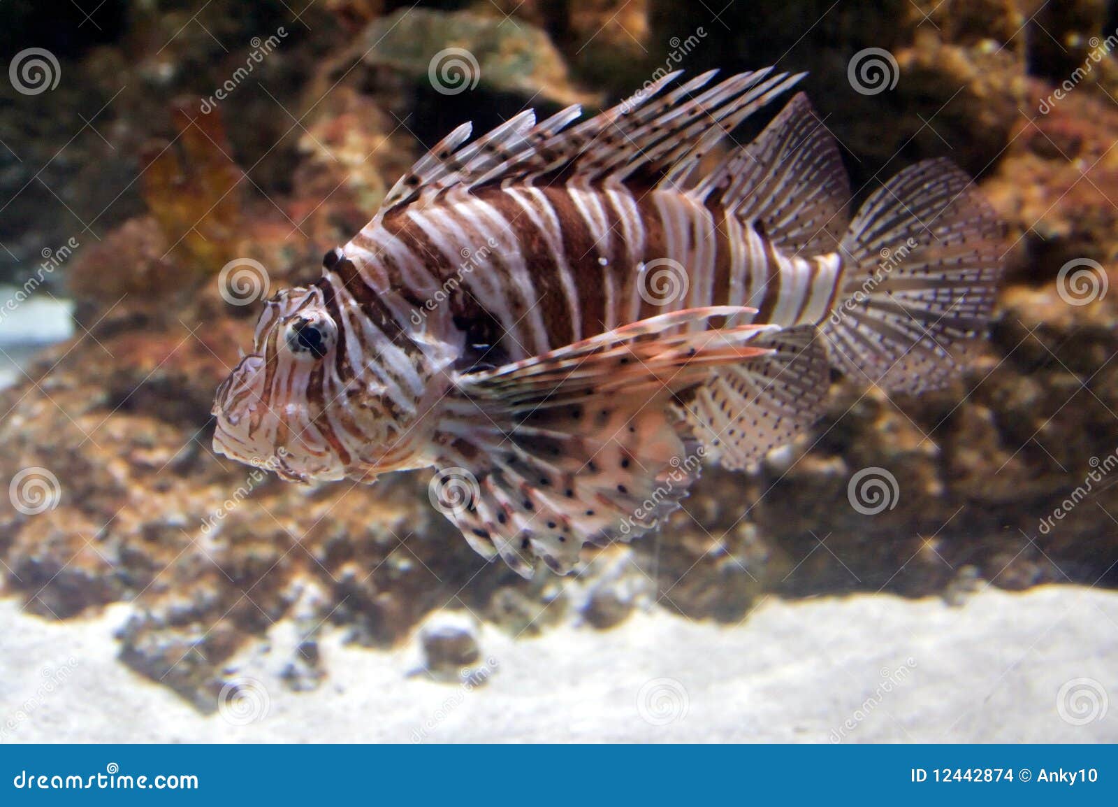 Red Lionfish stock photo. Image of maroon, volitans, closeup - 12442874