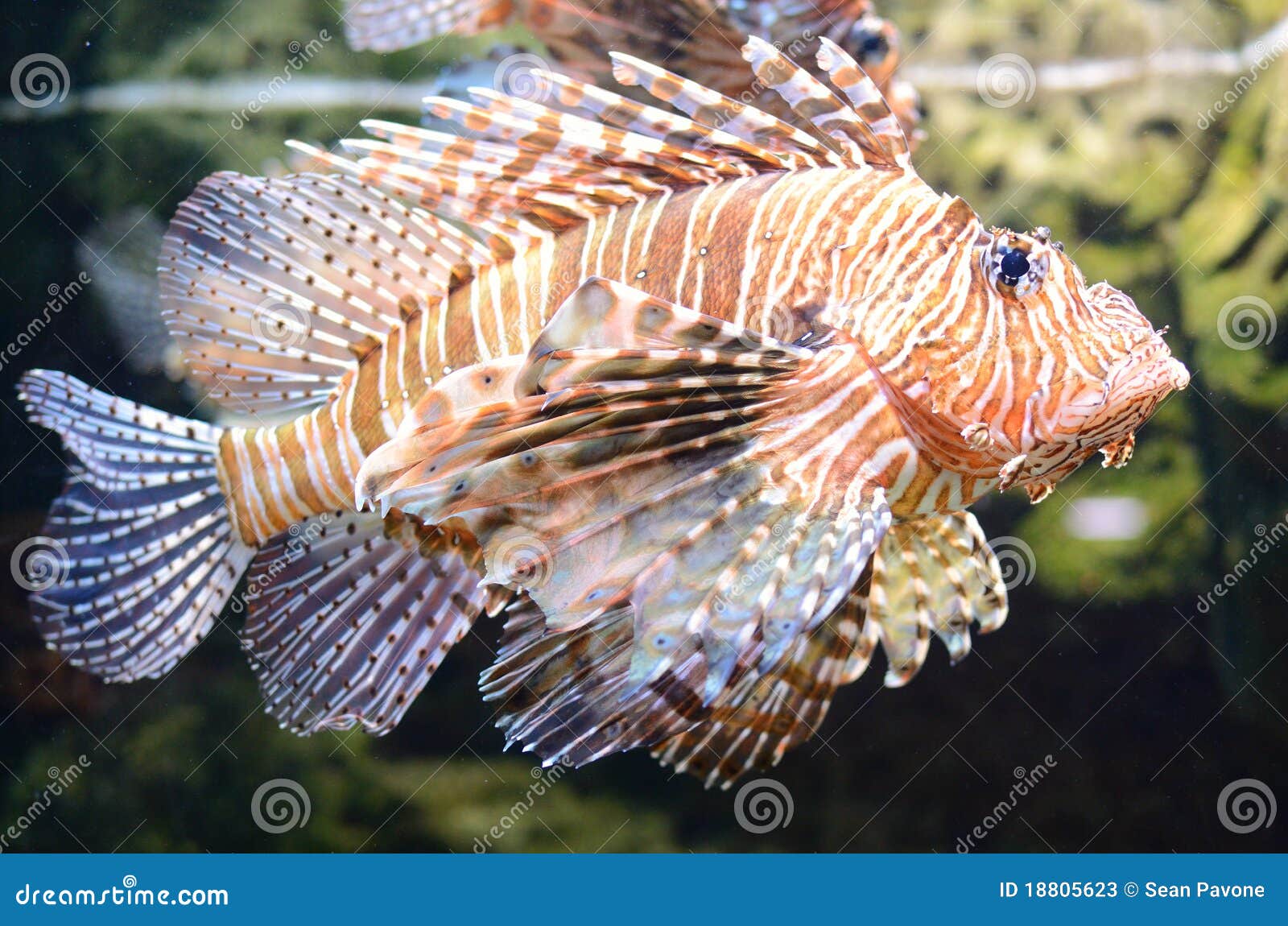 Red Lionfish stock image. Image of fins, pectoral, dorsal - 18805623