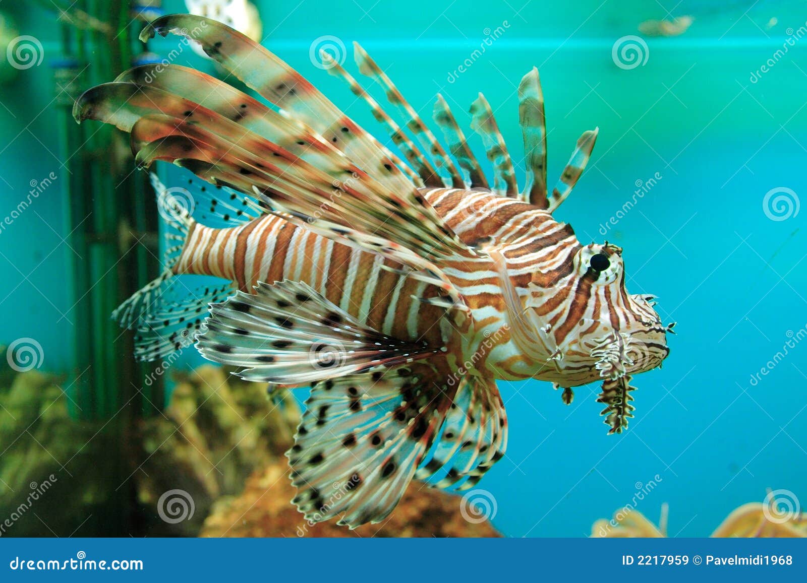 Red Lionfish stock image. Image of dragonfish, climate - 2217959