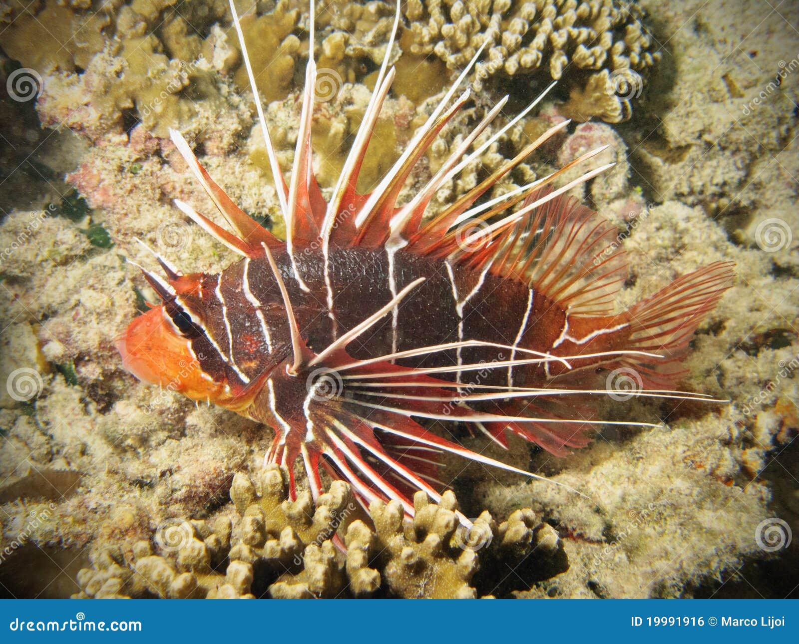 Red lionfish on coral reef stock photo. Image of exotic - 19991916