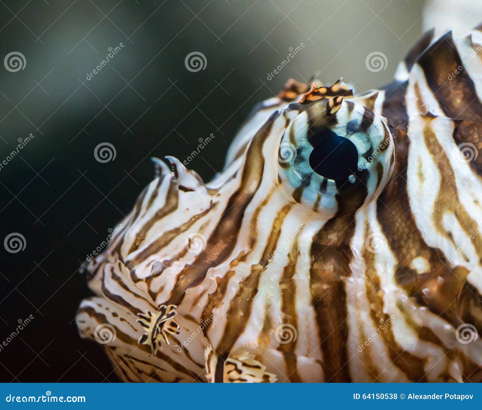 Red lionfish macro stock photo. Image of scale, tail - 64150538