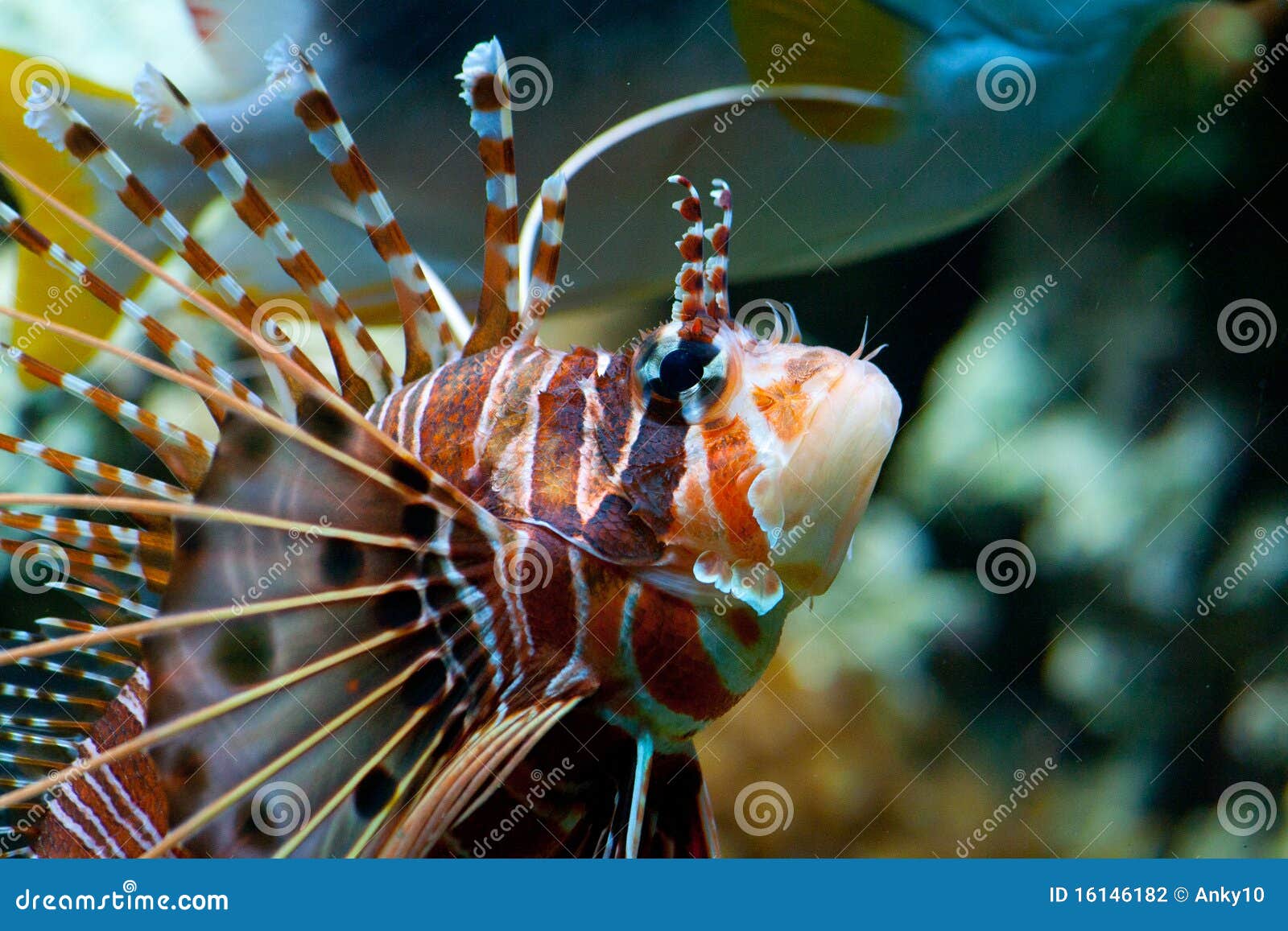 Red Lionfish (Pterois Volitans) Stock Photo - Image of dorsal, volitans ...
