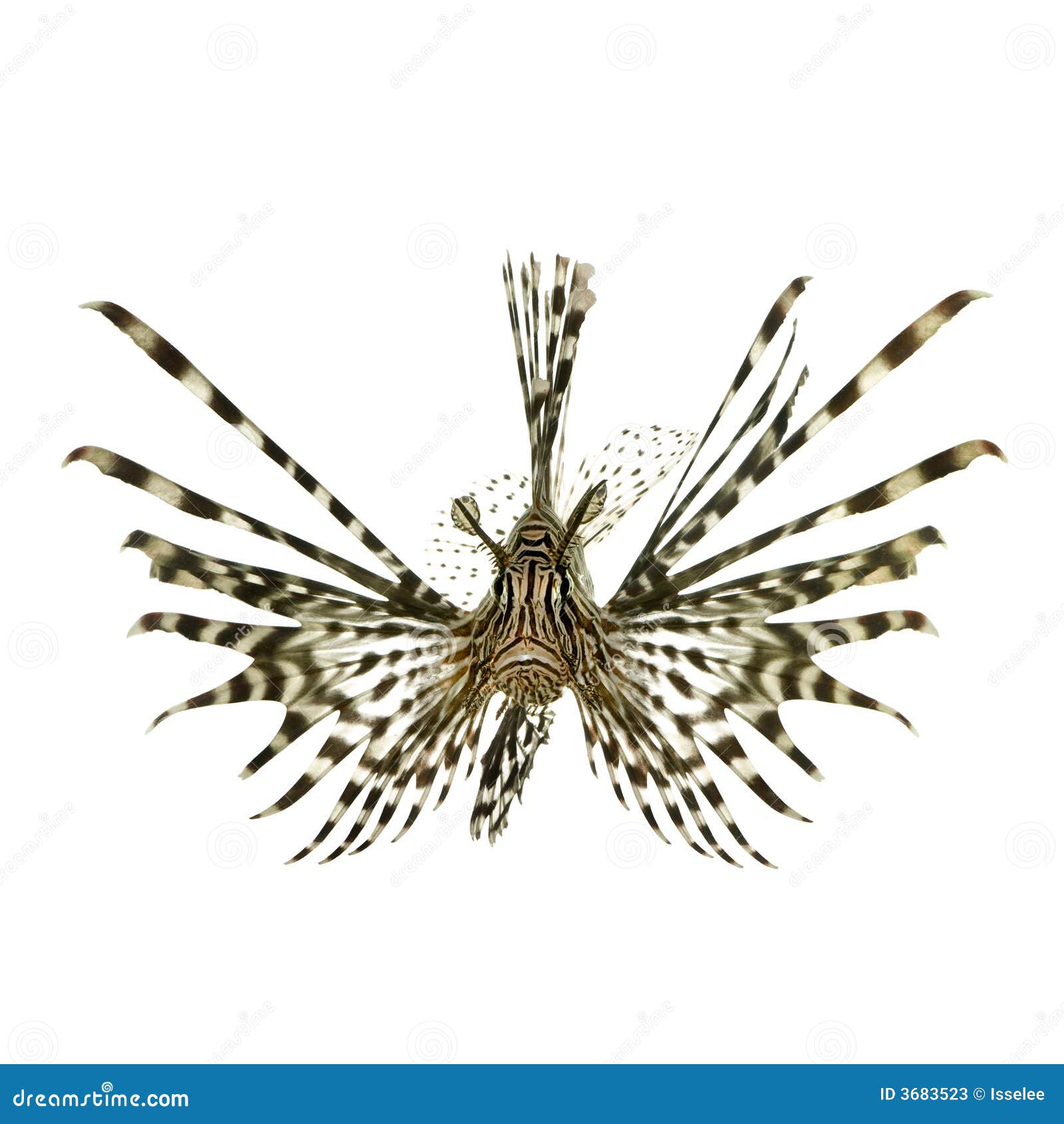 Red Lionfish - Pterois Volitans Stock Photos - Image: 3683523