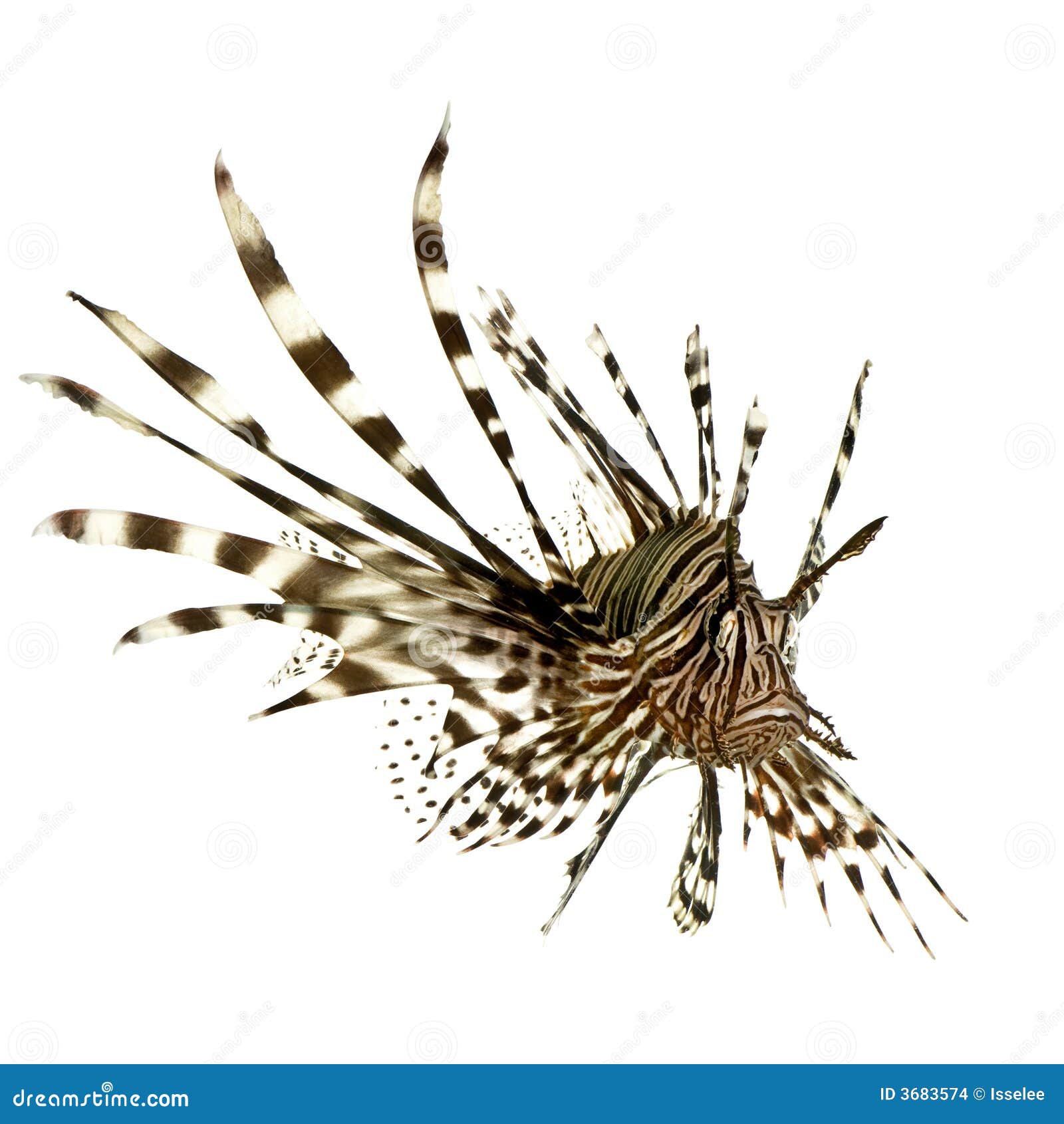 Red Lionfish - Pterois Volitans Stock Photo - Image of dangerous ...