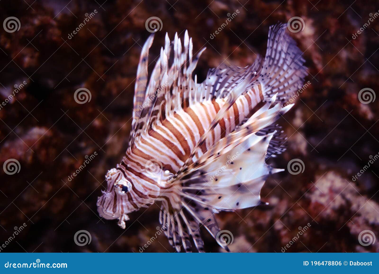 Red Lionfish Underwater Close-up View Stock Photo - Image of poisonous ...