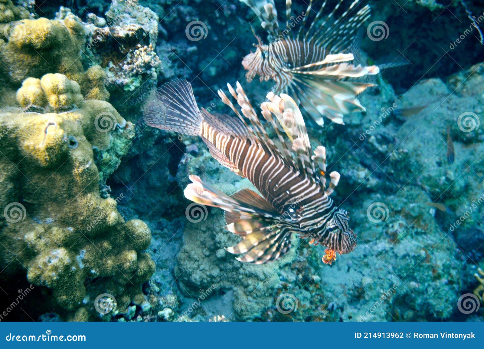 Red lionfishes stock photo. Image of marine, bottom - 214913962