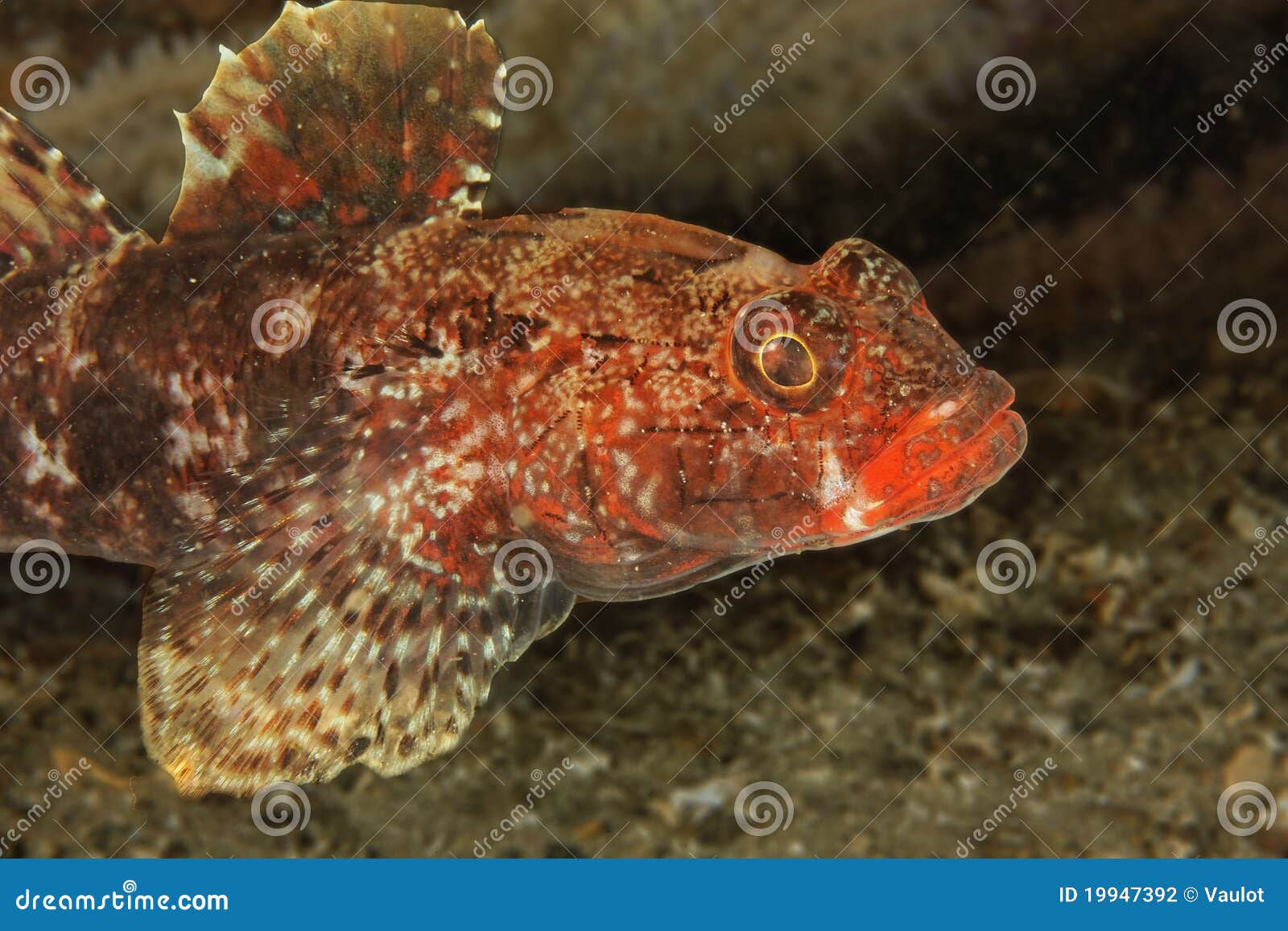 Red-lip Goby (Gobius Cruentatus) - Bay of Brest Stock Photo - Image of ...