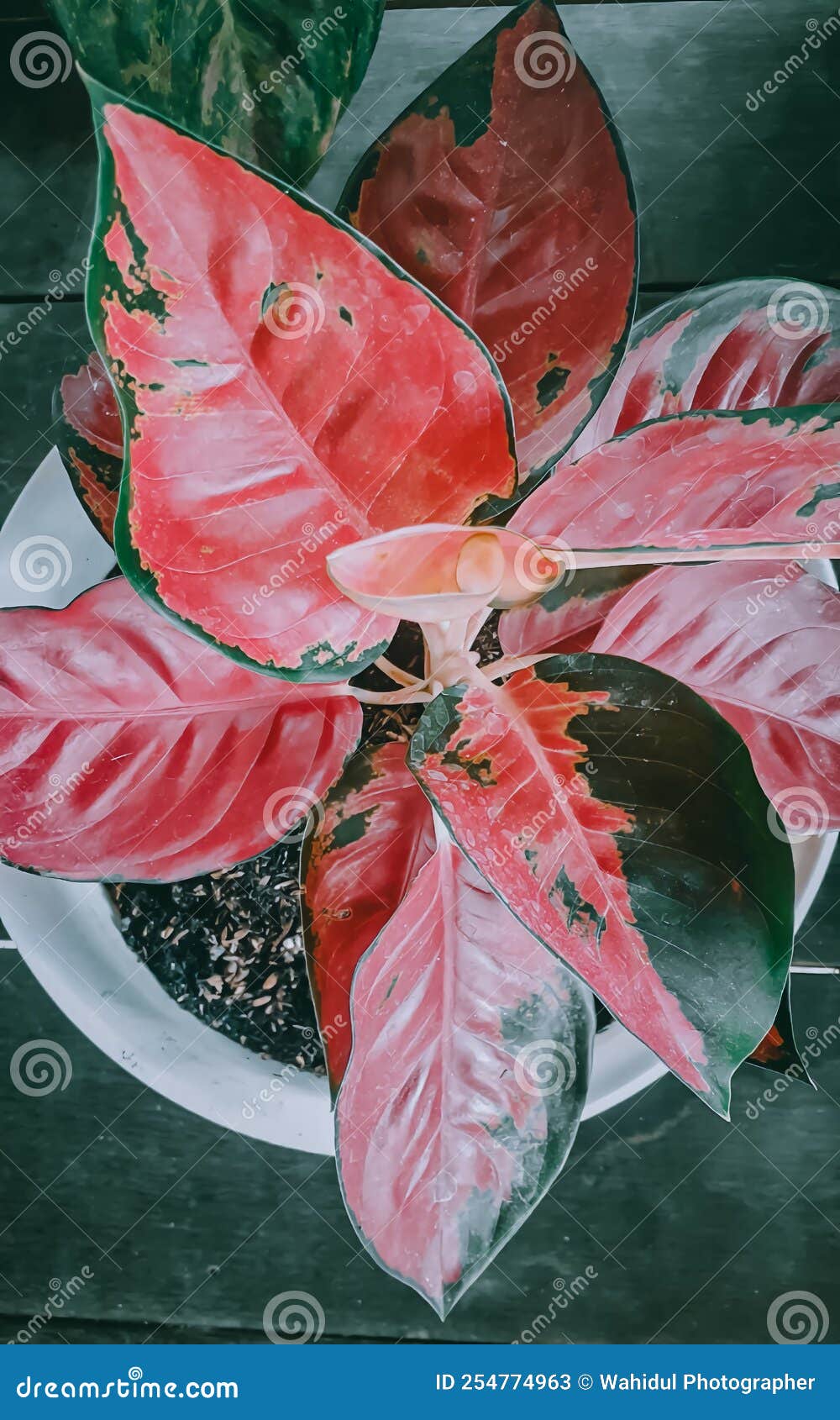 Red lips flower stock image. Image of collection, flower - 254774963